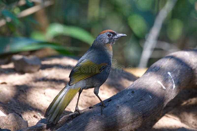 Laughingthrush birds stock image. Image of bill, crest - 241979805