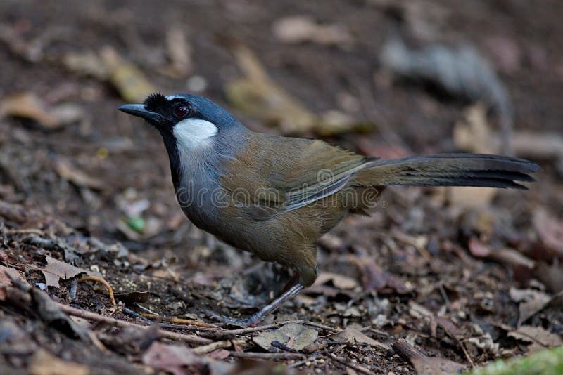 Laughingthrush birds stock photo. Image of laughingthrush - 241981240