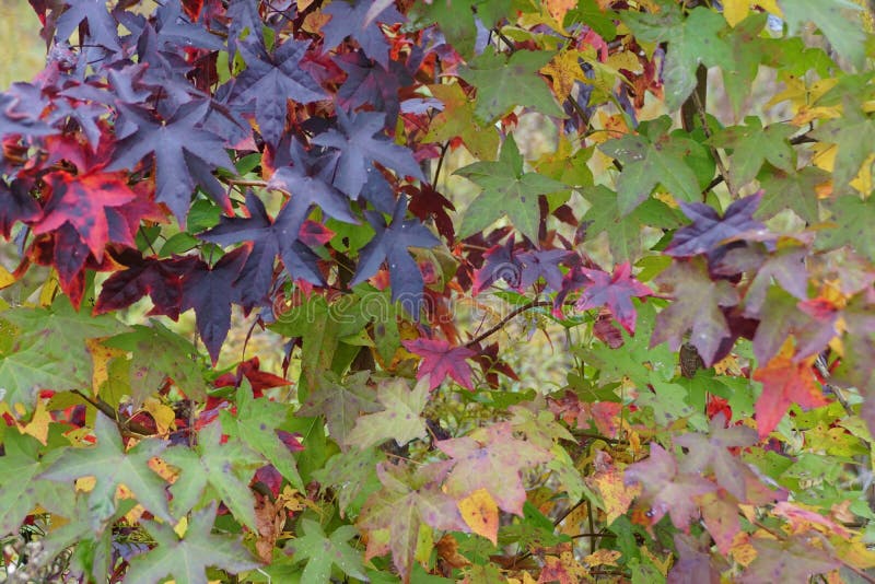Leaves of Maples Tree Changing Colors in the Fall Stock Image - Image ...