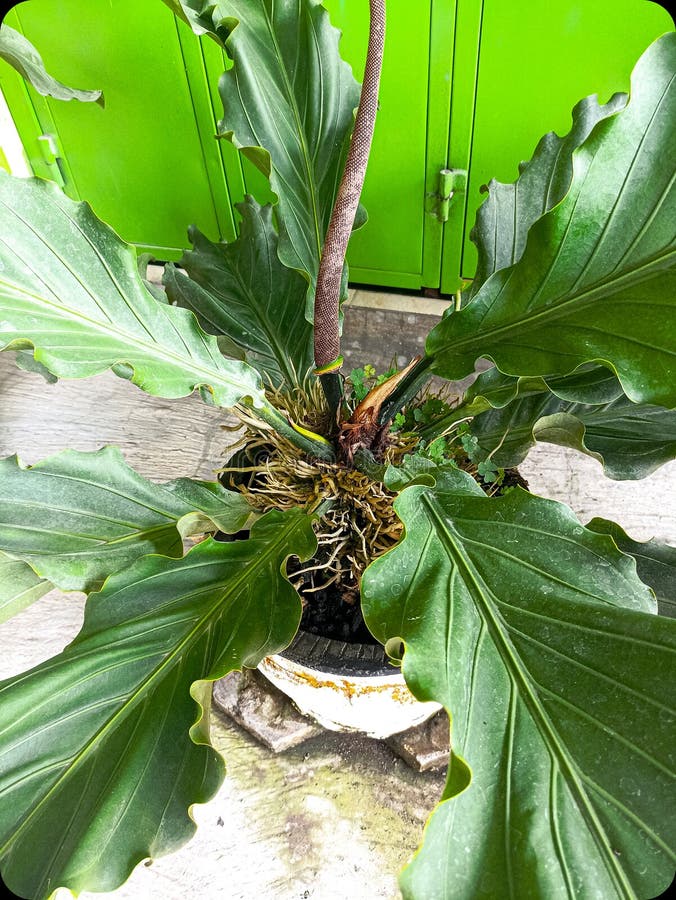 Variety of Leaves on the Type of Anthurium Plant Stock Image - Image of ...