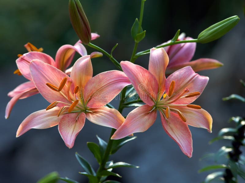 Variety lily bush blossom stock image. Image of petals - 38915675