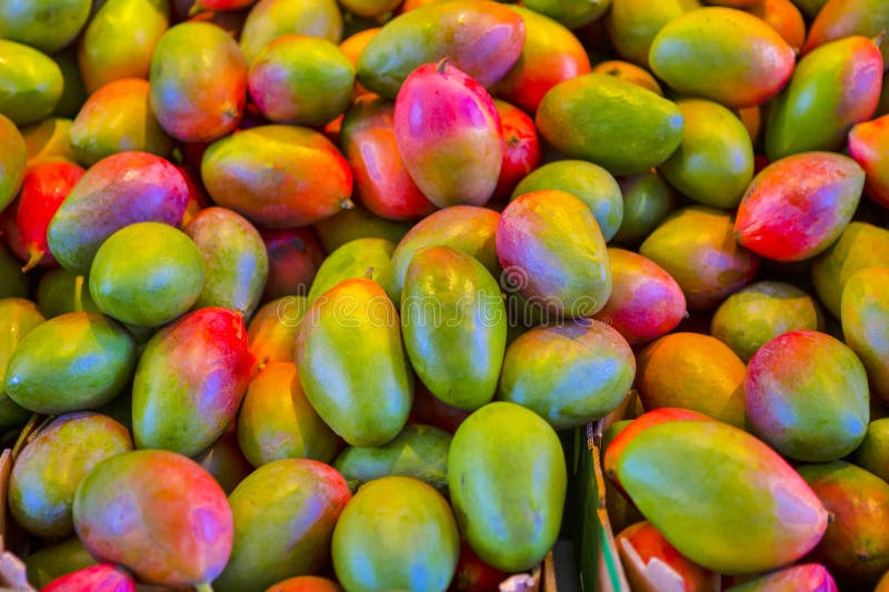 Variety of Mango Fruits Placed Bulk at the Market Storefront Stock ...