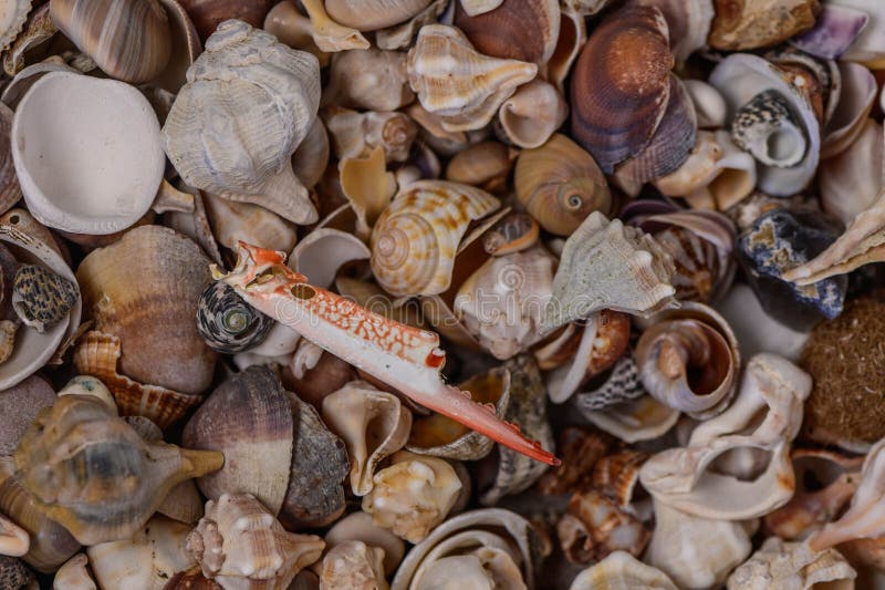 A Variety of Mediterranean Shells Scattered on the Table Stock Image ...