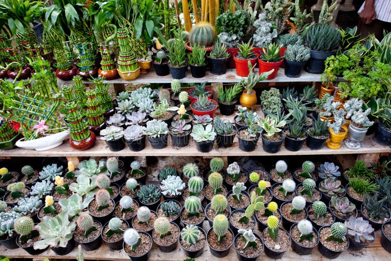 Variety Mini Plant stock image. Image of tree, collection - 38546317