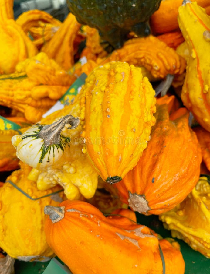 A Variety of Orange Squash on Display for Sale Stock Image - Image of ...