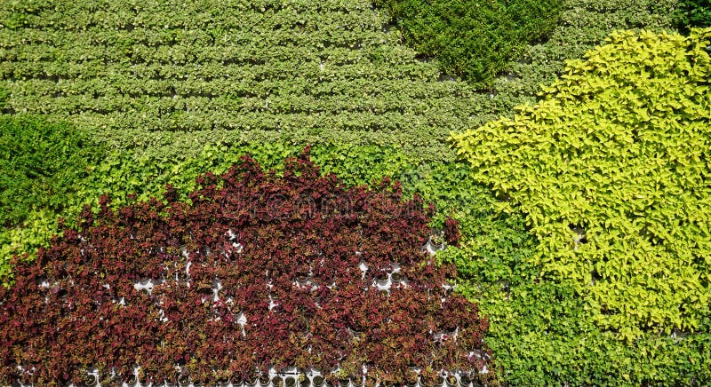 Variety of Plants in Vertical Garden Texture Stock Image - Image of ...