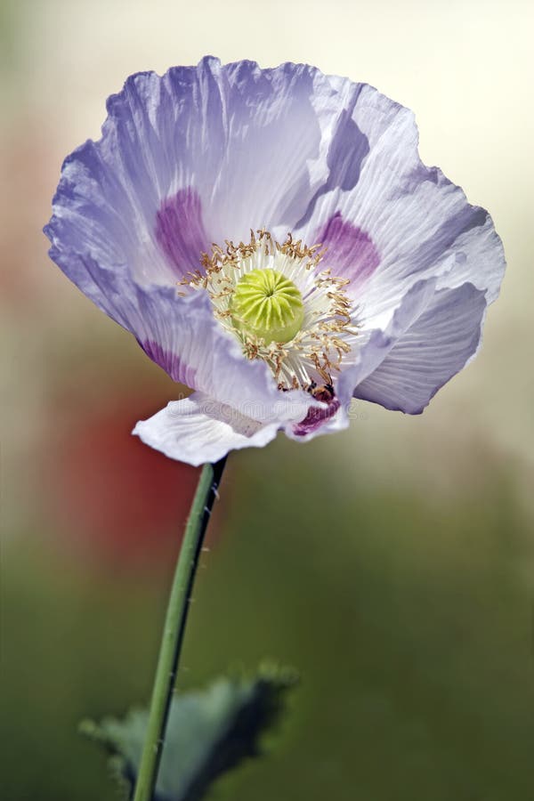 Variety poppy stock image. Image of beautiful, garden - 34946801
