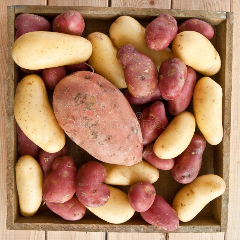 Variety of potatos stock photo. Image of crate, food - 49749408