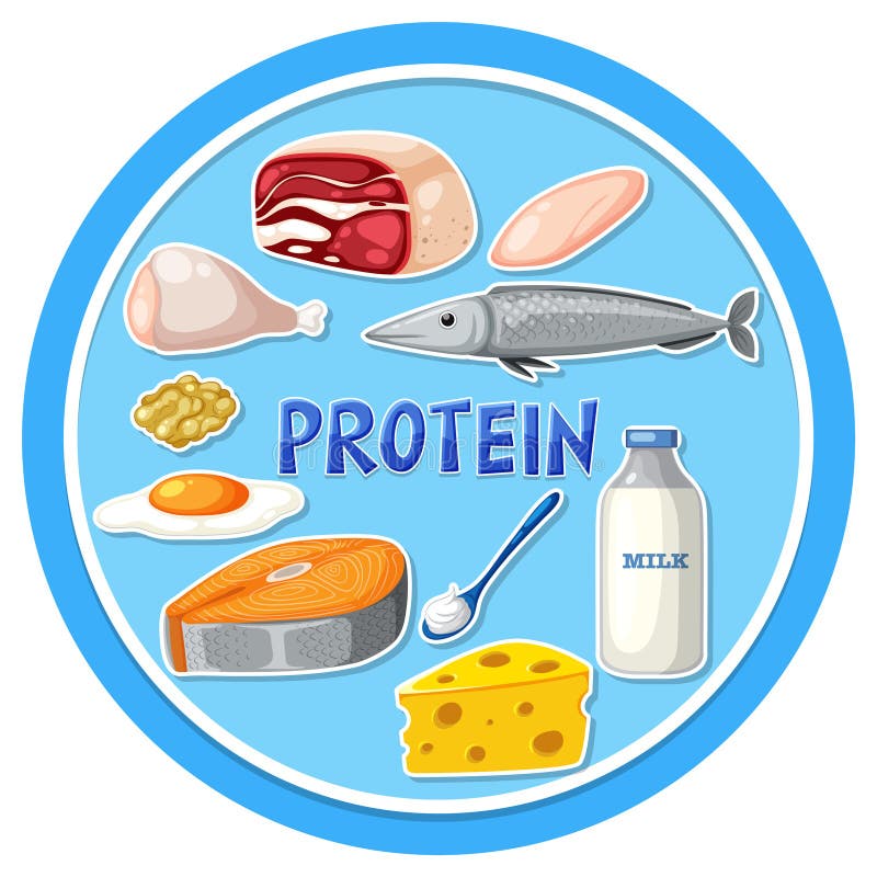 Variety of protein foods stock vector. Illustration of bird - 270149365