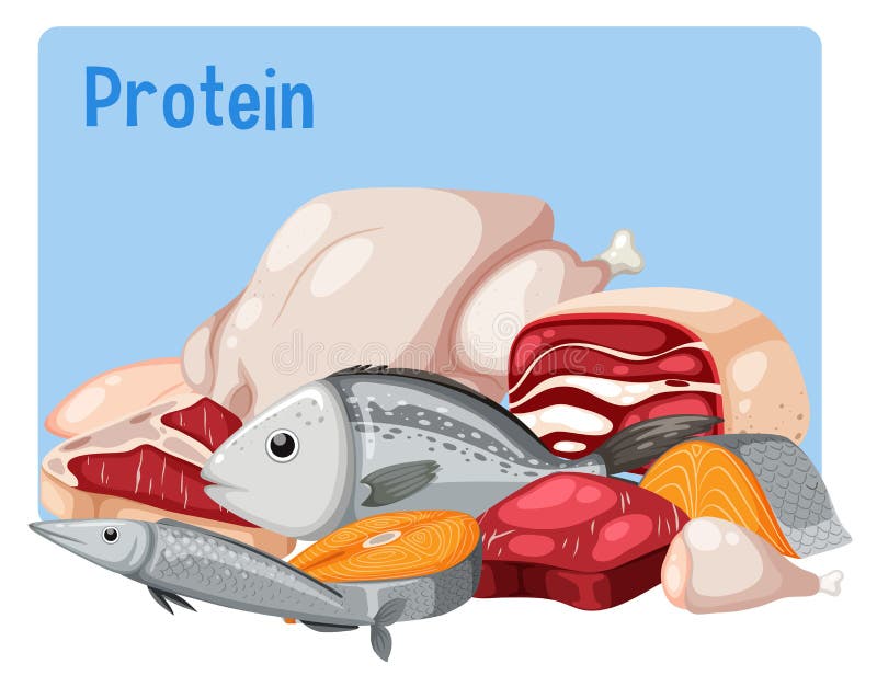 Variety of Protein Foods Vector Stock Vector - Illustration of eps10 ...
