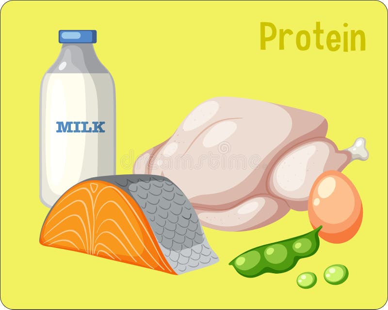 Variety of Protein Foods Vector Stock Vector - Illustration of series ...