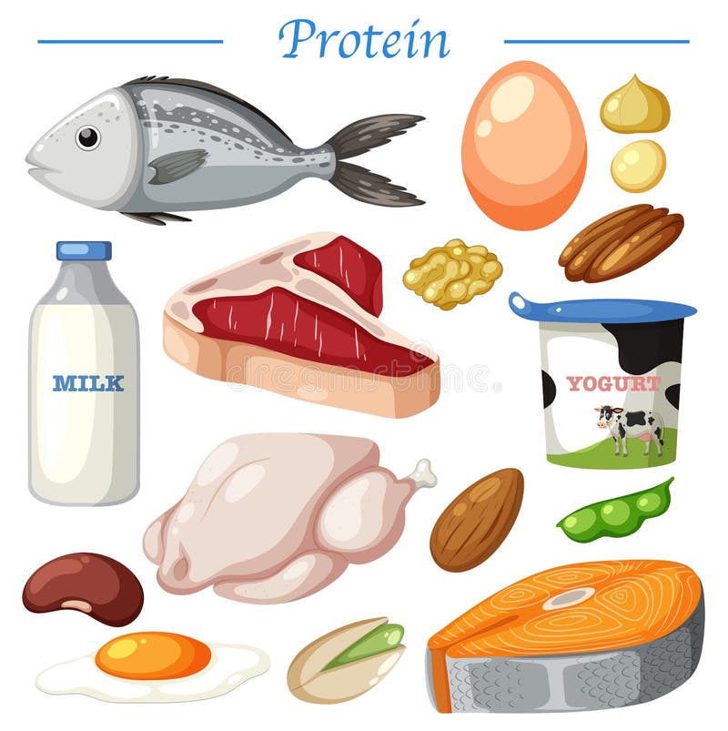 Variety of Protein Foods Vector Stock Vector - Illustration of cartoon ...