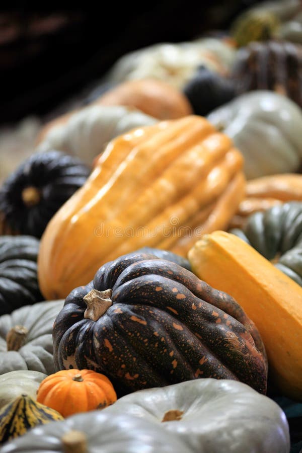 Ironbark Pumpkin Stock Photos - Free & Royalty-Free Stock Photos from ...
