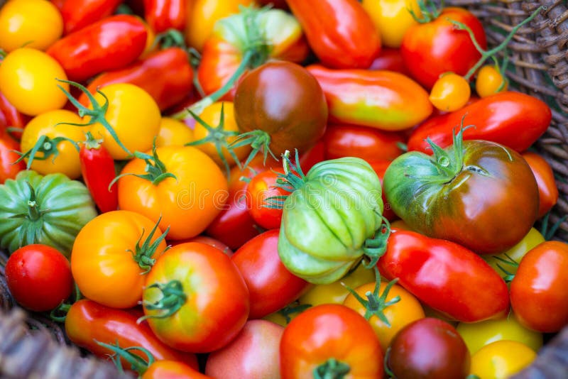 Variety of ripe tomatoes stock image. Image of basket - 62838031