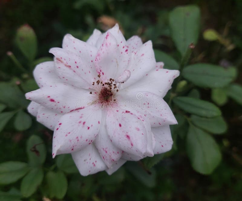 A White Rose with Some Pink Spots. Stock Photo - Image of herb, nature ...
