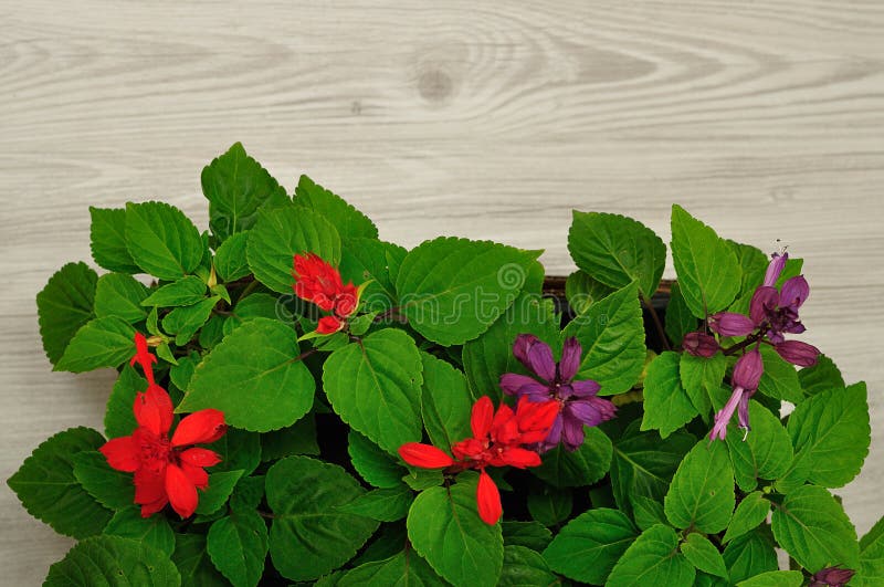 Variety of Salvia Dwarf Seedlings Stock Image - Image of nature, bushy ...