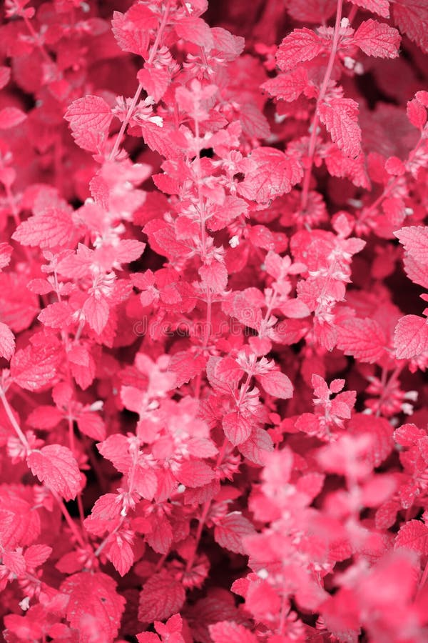 Variety of Scented Mint, Toned in Pink Stock Image - Image of macro ...