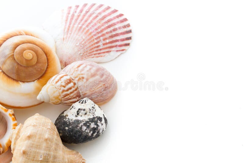 Sea shells stock image. Image of variety, seashell, marine - 286130589
