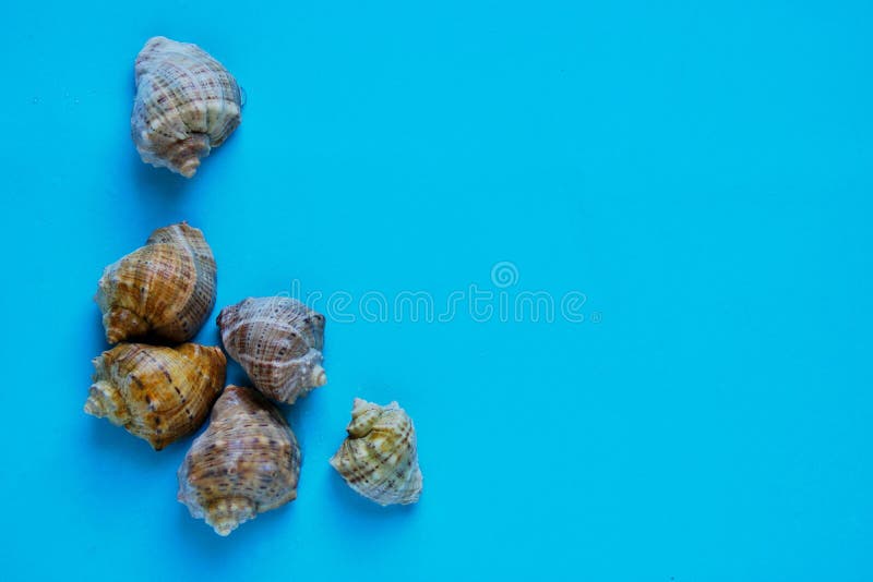 A Variety of Sea and River Shells on a Bright Blue Background, Beach ...