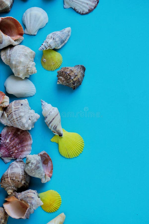 A Variety of Sea and River Shells on a Bright Blue Background, Beach ...