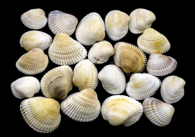 Variety of Sea and River White Shell Macro Isolated Stock Image - Image ...
