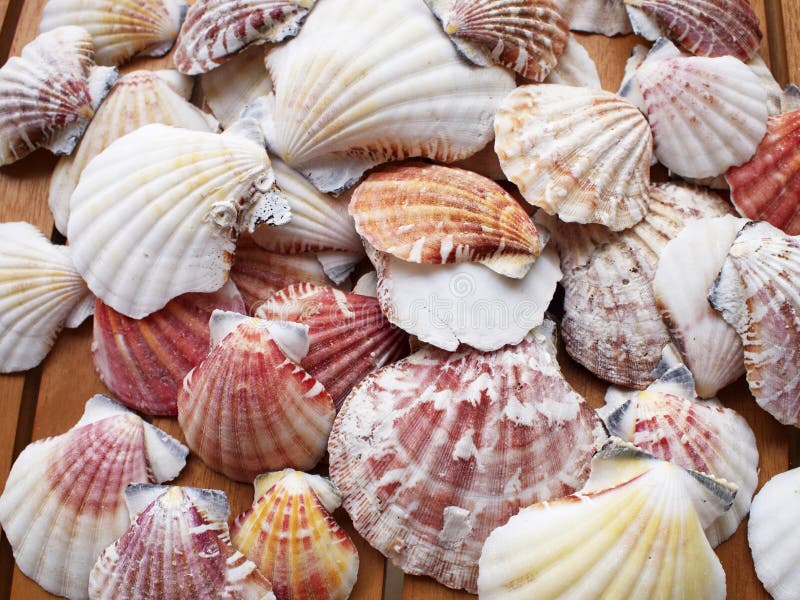 Colorful seashells stock image. Image of shell, shells - 7982463