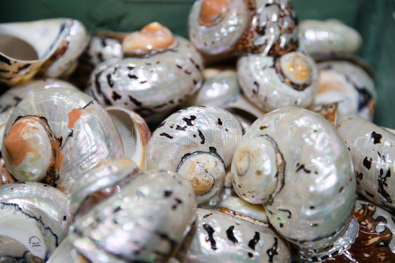 Variety of Sea Shells from Beach - Panoramic - with Large Scallop Shell ...