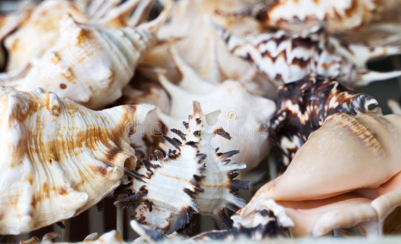 Variety of Sea Shells for Sale Stock Photo - Image of scallop ...