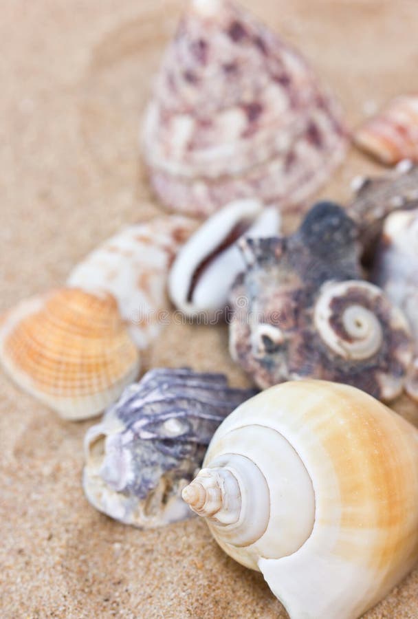 Variety of Sea Shells. stock image. Image of color, collection - 36582281