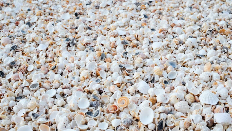 Variety of Sea Shells in Soft Colors Intricate Details and Textures ...
