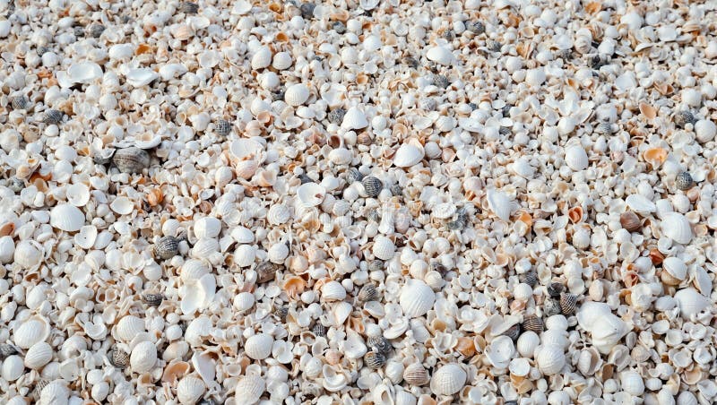 Variety of Sea Shells in Soft Colors Intricate Details and Textures ...