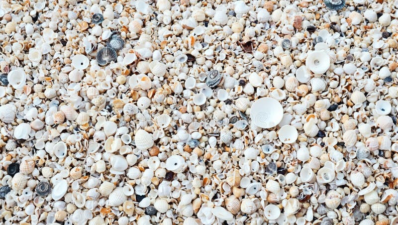 Variety of Sea Shells in Soft Colors Intricate Details and Textures ...