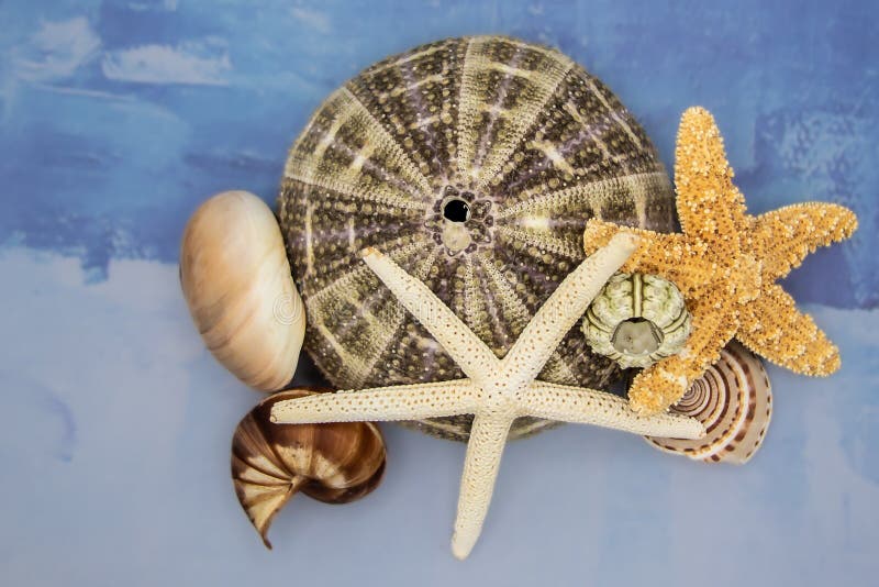 A Still Life Image Featuring Star Fish and Sea Shells. Stock Photo ...