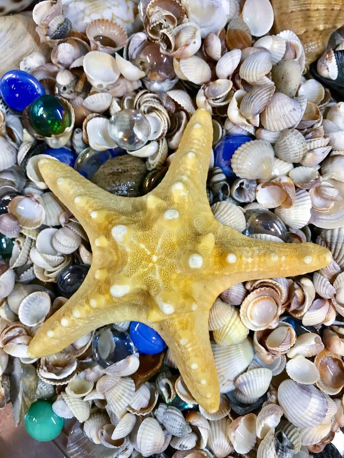 Variety of Sea Shells and Stars Stock Photo - Image of backdrop, oyster ...