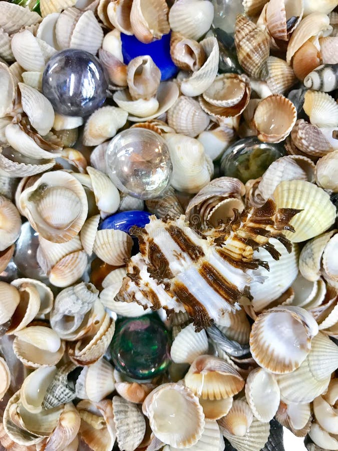 Variety of Sea Shells and Stars Stock Image - Image of nautical ...