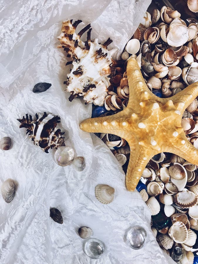 Variety of Sea Shells and Stars Stock Photo - Image of scallop, mollusk ...