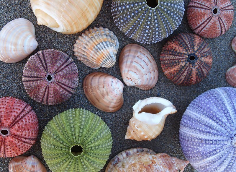 Fishing net with shells stock photo. Image of fishing - 6750084