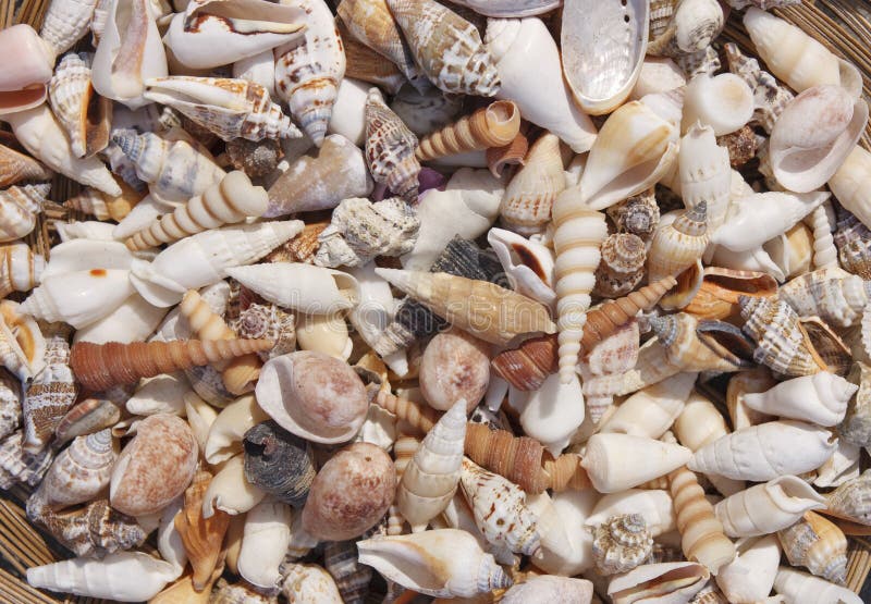 Variety of seashells stock image. Image of crustacean - 11075115