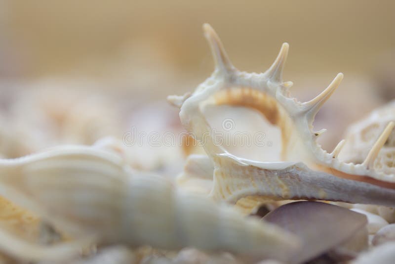Purple Seashells Close-up, Fragments of Barrier Reef of Australia Stock ...