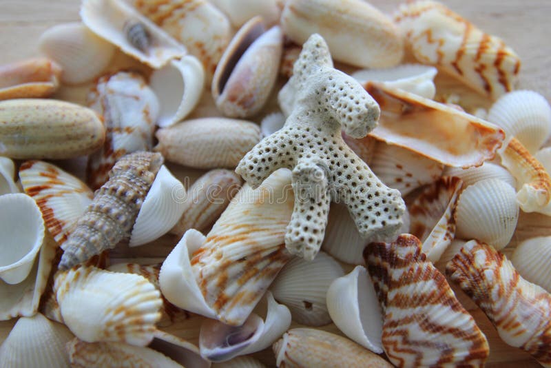 A variety of seashells. stock photo. Image of marine - 85223474