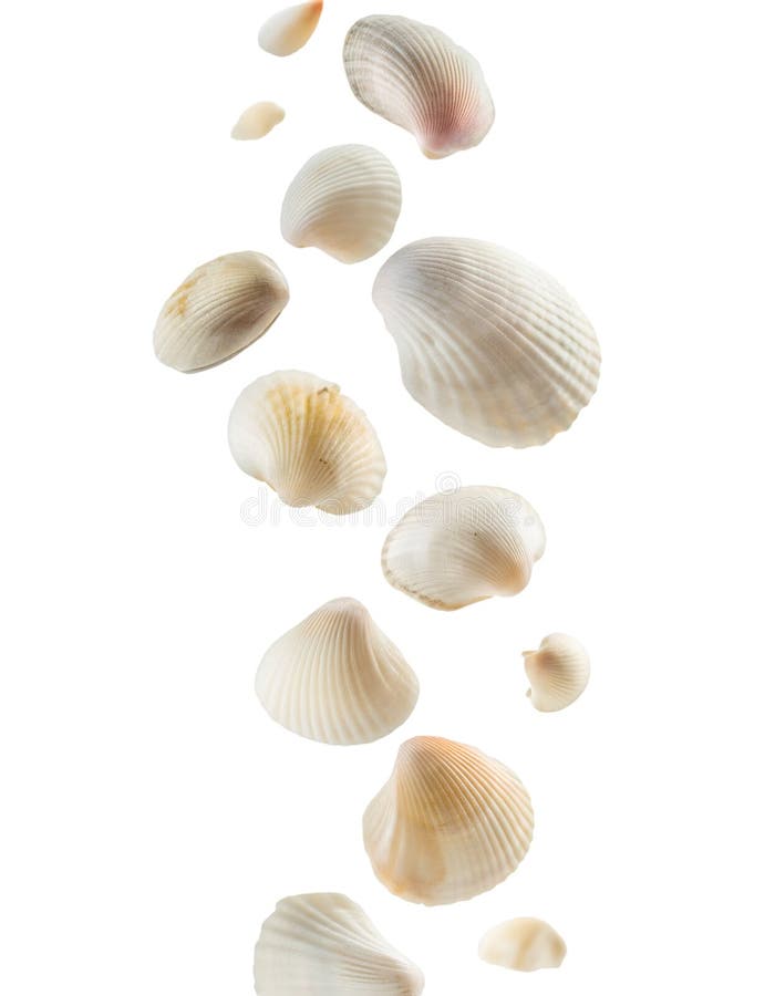 Variety of Seashells Falling on Transparent Background, Offering High ...