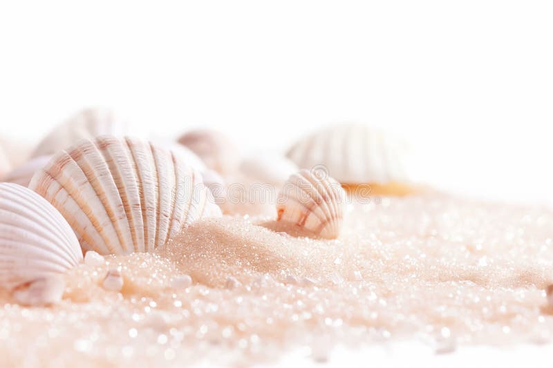 A Variety of Seashells Rest Elegantly on Soft, Fine Sand, Illuminated ...