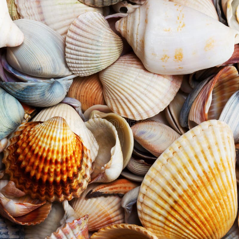 Variety of seashells stock photo. Image of outdoors - 113042536