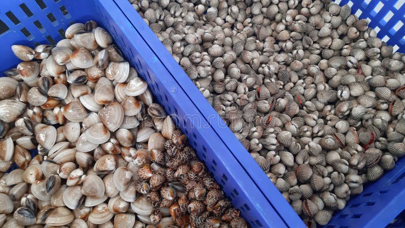 A Variety of Shellfish, Including Clams and Cockles, are Displayed for ...