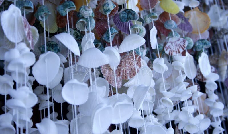 Variety shells stock photo. Image of variety, shell, handmade - 39305124