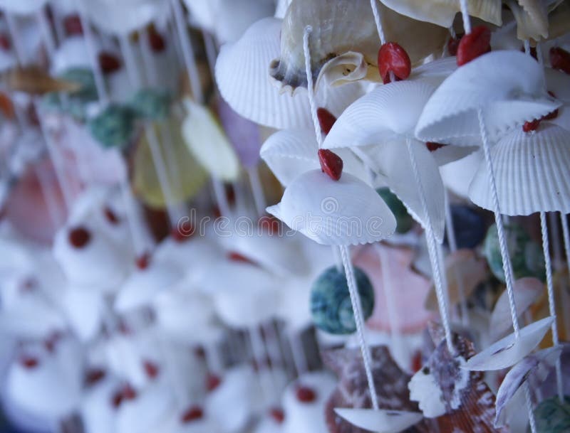 Variety shells stock photo. Image of design, beauty, shell - 39305200