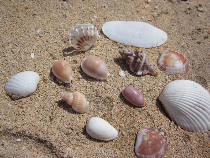Variety shells. stock photo. Image of beautiful, attractive - 88471778