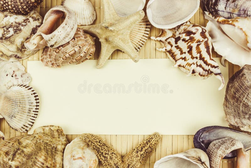 A Variety of Shells and Starfish Stock Photo - Image of beauty, nature ...