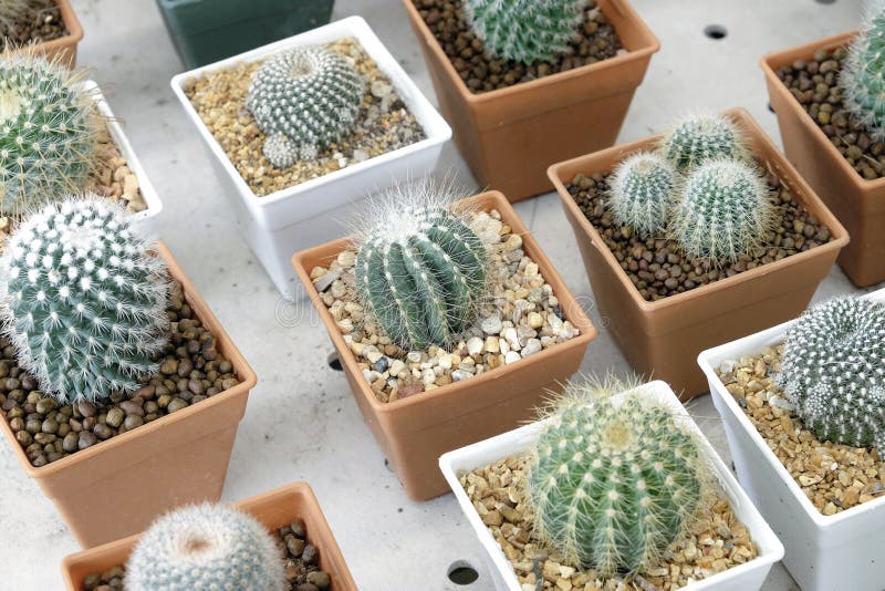 Variety of Small Beautiful Cactus in the Pot Stock Image - Image of ...