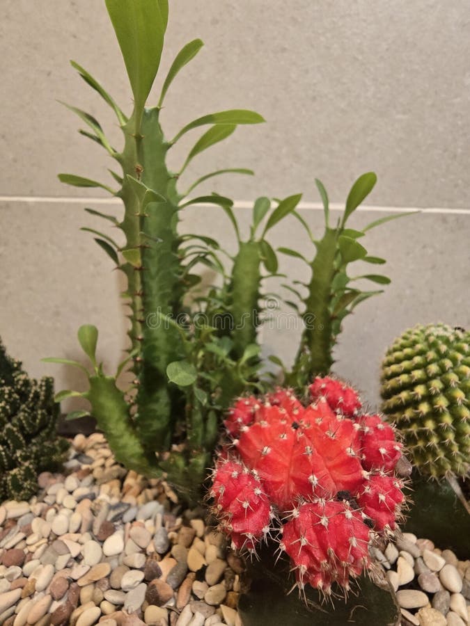 Variety of Small Cactuss Plants on Display Stock Image - Image of ...